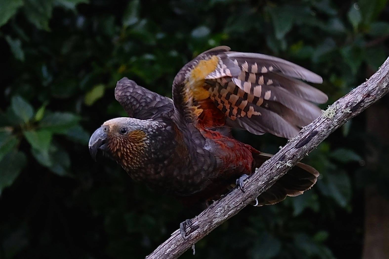Going Native – Rakiura Rat Catching with Goodnature – Forest & Bird