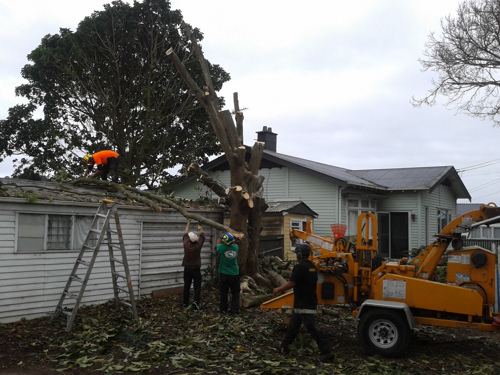 Lament for lost trees – Forest & Bird