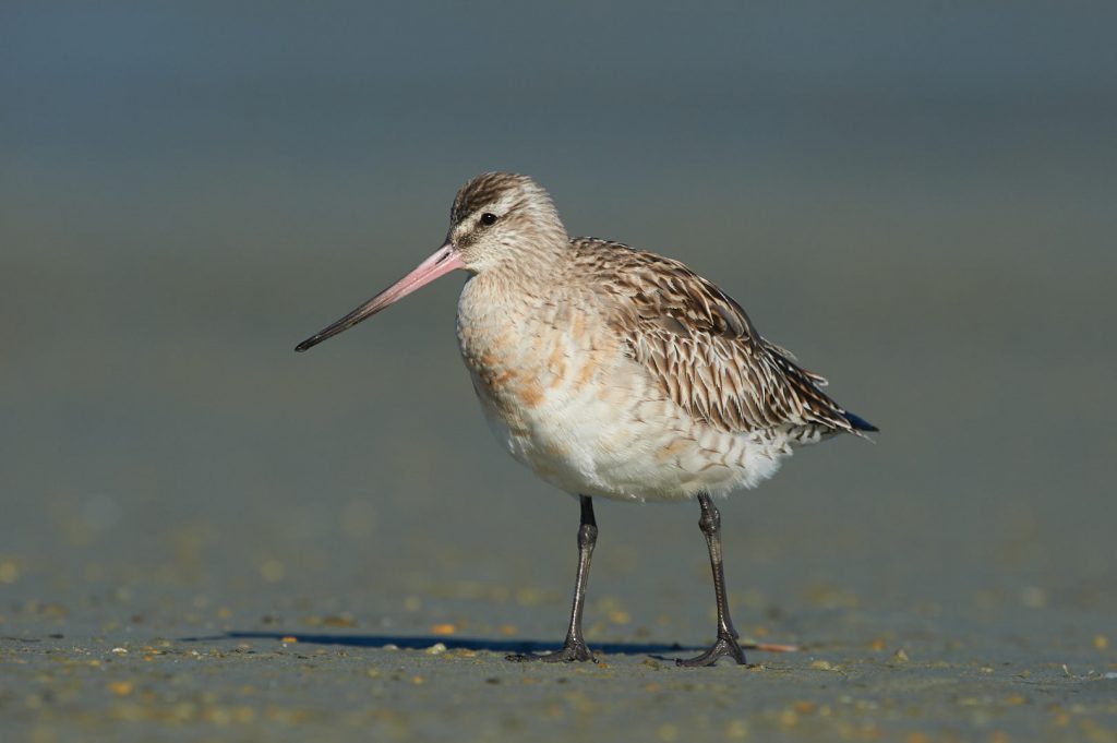 Five native birds affected by climate change – Forest & Bird