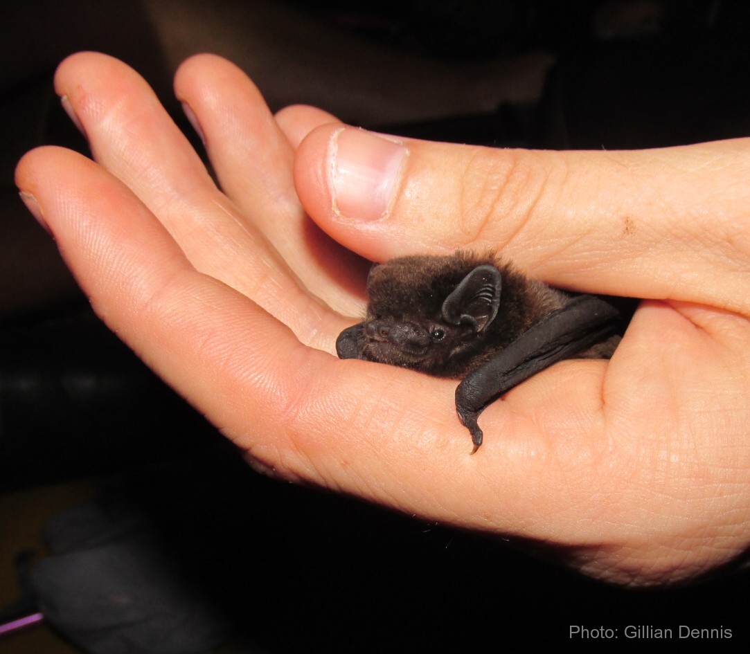 Bats in the back garden – Forest & Bird