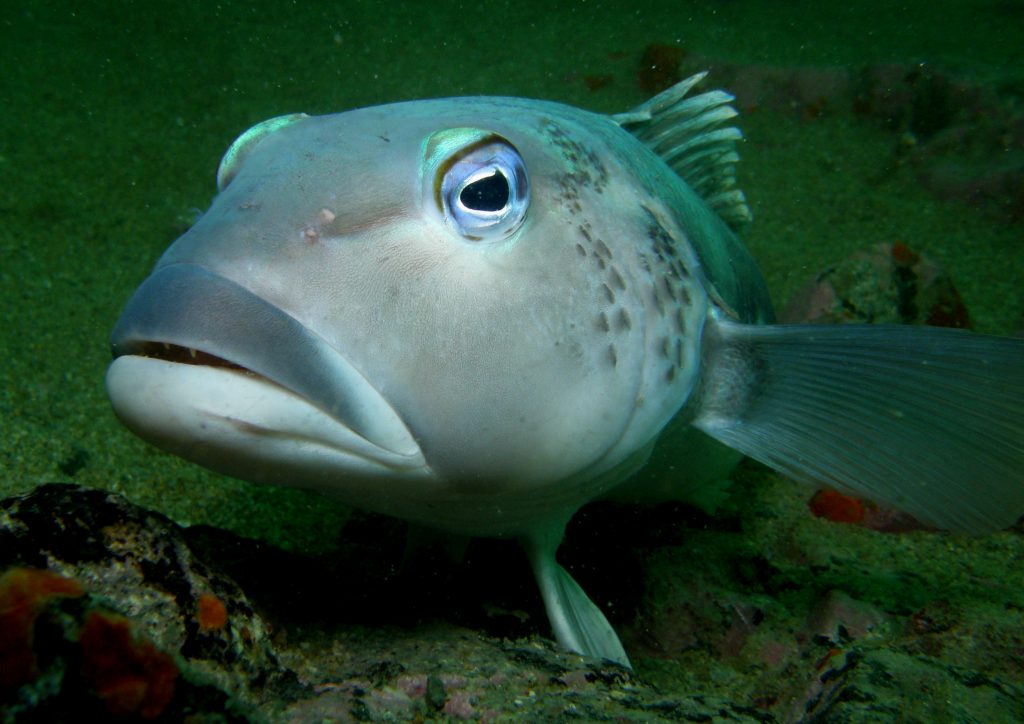 Make smart seafood choices with the Best Fish Guide – Forest & Bird