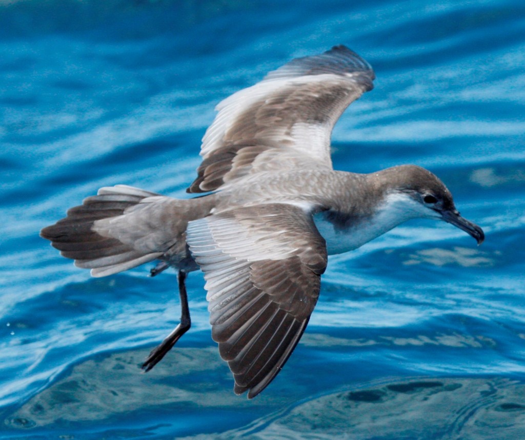 Smart Solutions for Seabirds – Forest & Bird