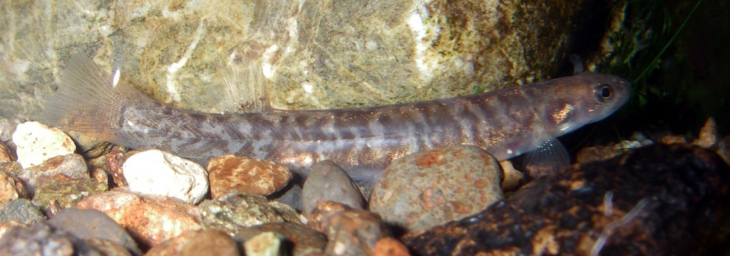 River dwarves – Forest & Bird