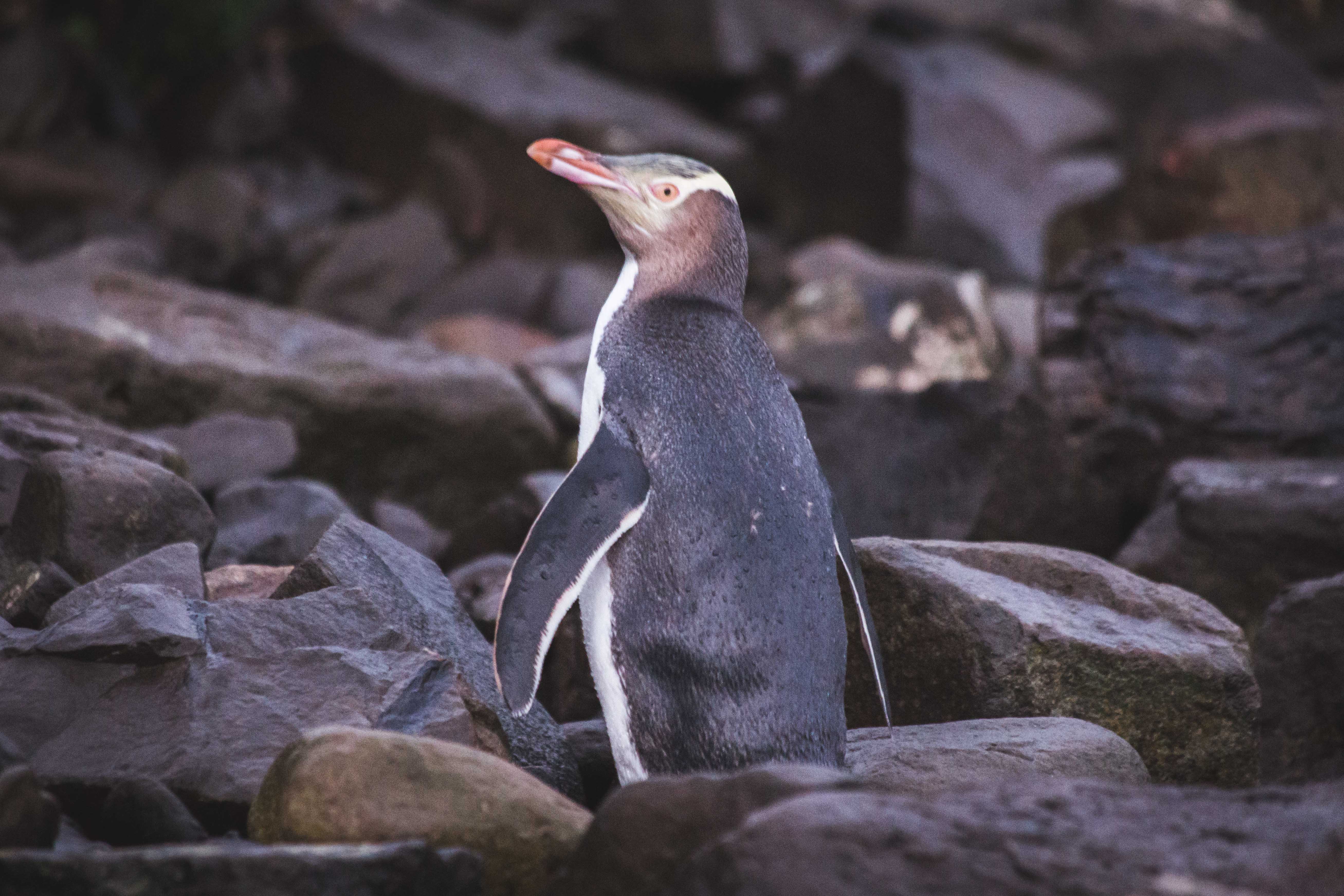 Hoiho spotting at Curio Bay – Forest & Bird
