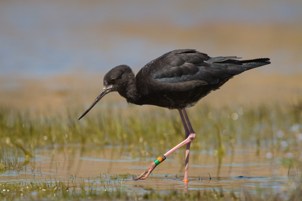 Kakī Conservation – Forest & Bird