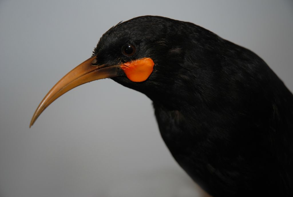 Hunting the last huia – Forest & Bird