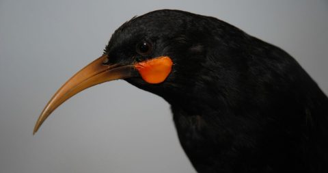 Hunting the last huia – Forest & Bird