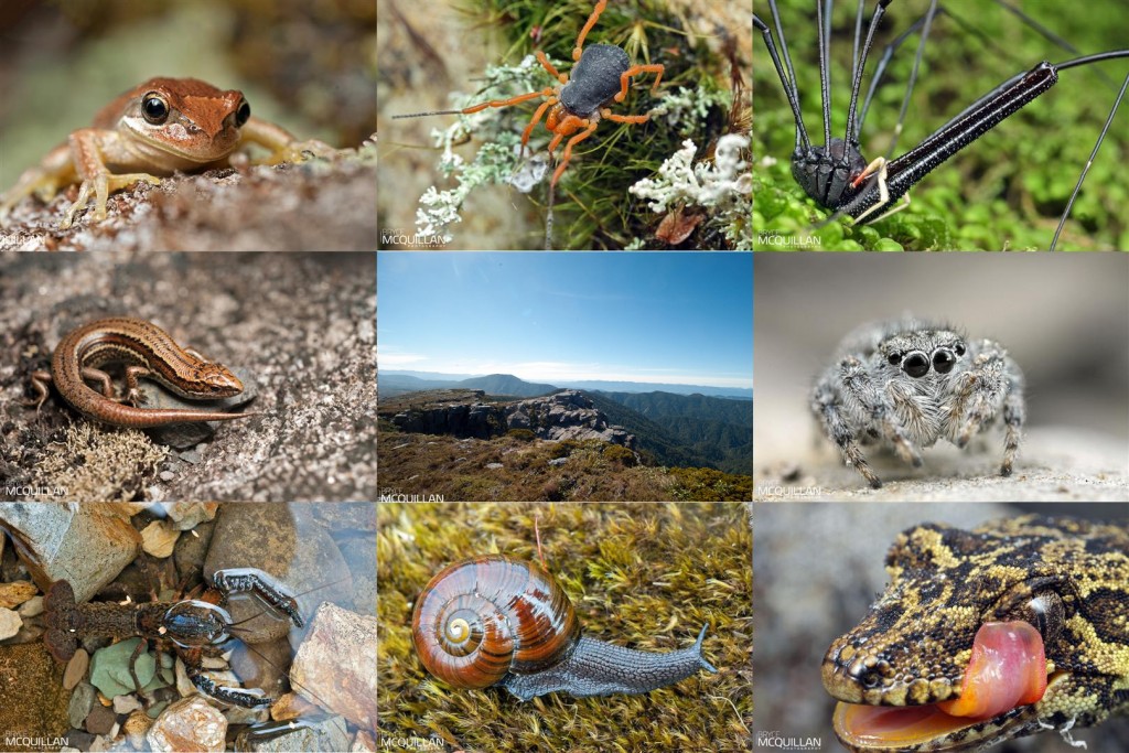 Micro-world – Forest & Bird