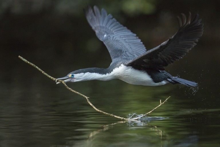 Snagged shag a reminder to minimise seabird by-catch – Forest & Bird