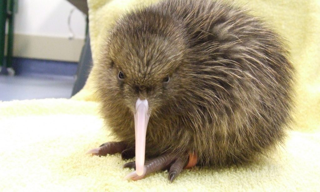 Meet the New Birds on the Block for Bird of the Year – Forest & Bird