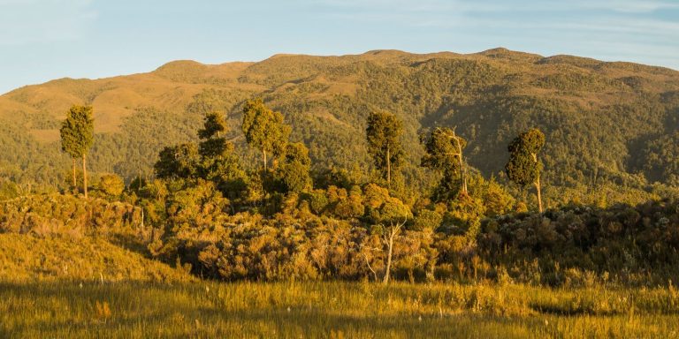 Te Kuha: this land is your land – Forest & Bird
