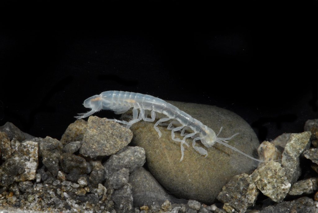 Save our springs – Forest & Bird