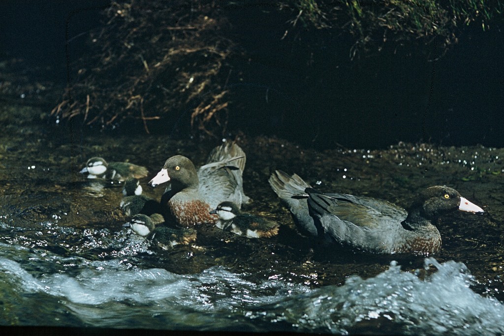 The foreigner and the natives – Forest & Bird