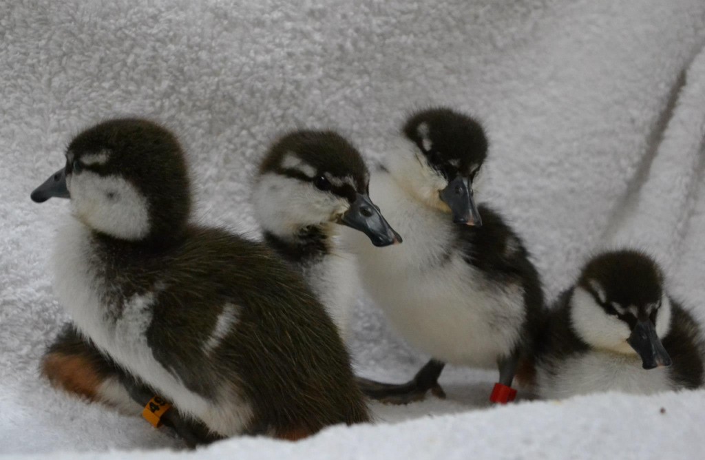 Broody fantastic – Forest & Bird