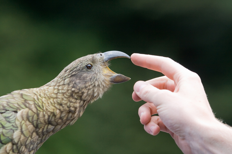 My Life as Kea-Locator: Part I – Forest & Bird