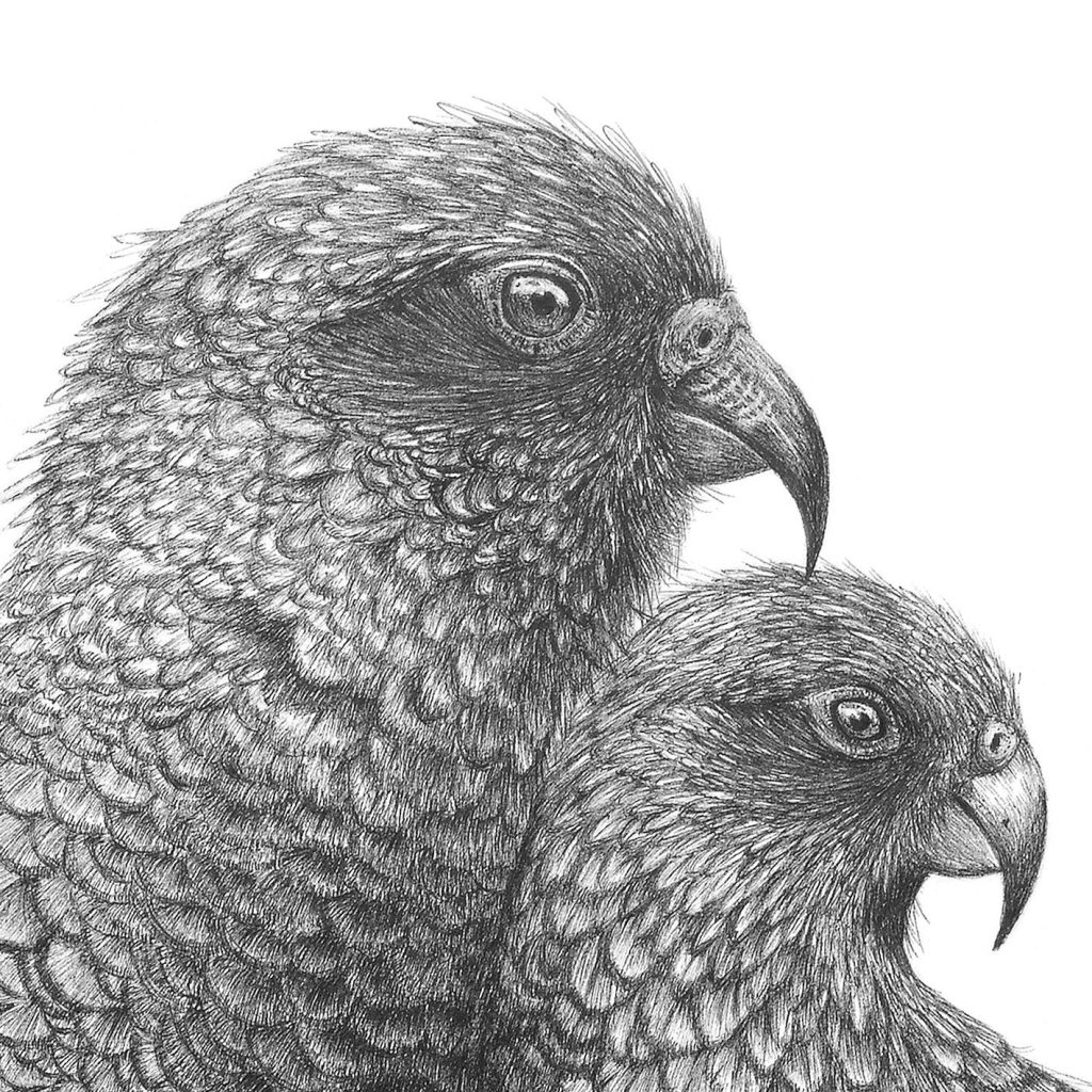 Drawing on nature – Forest & Bird