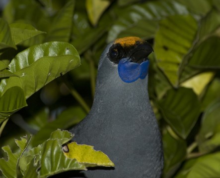 Robin Hood – Forest & Bird