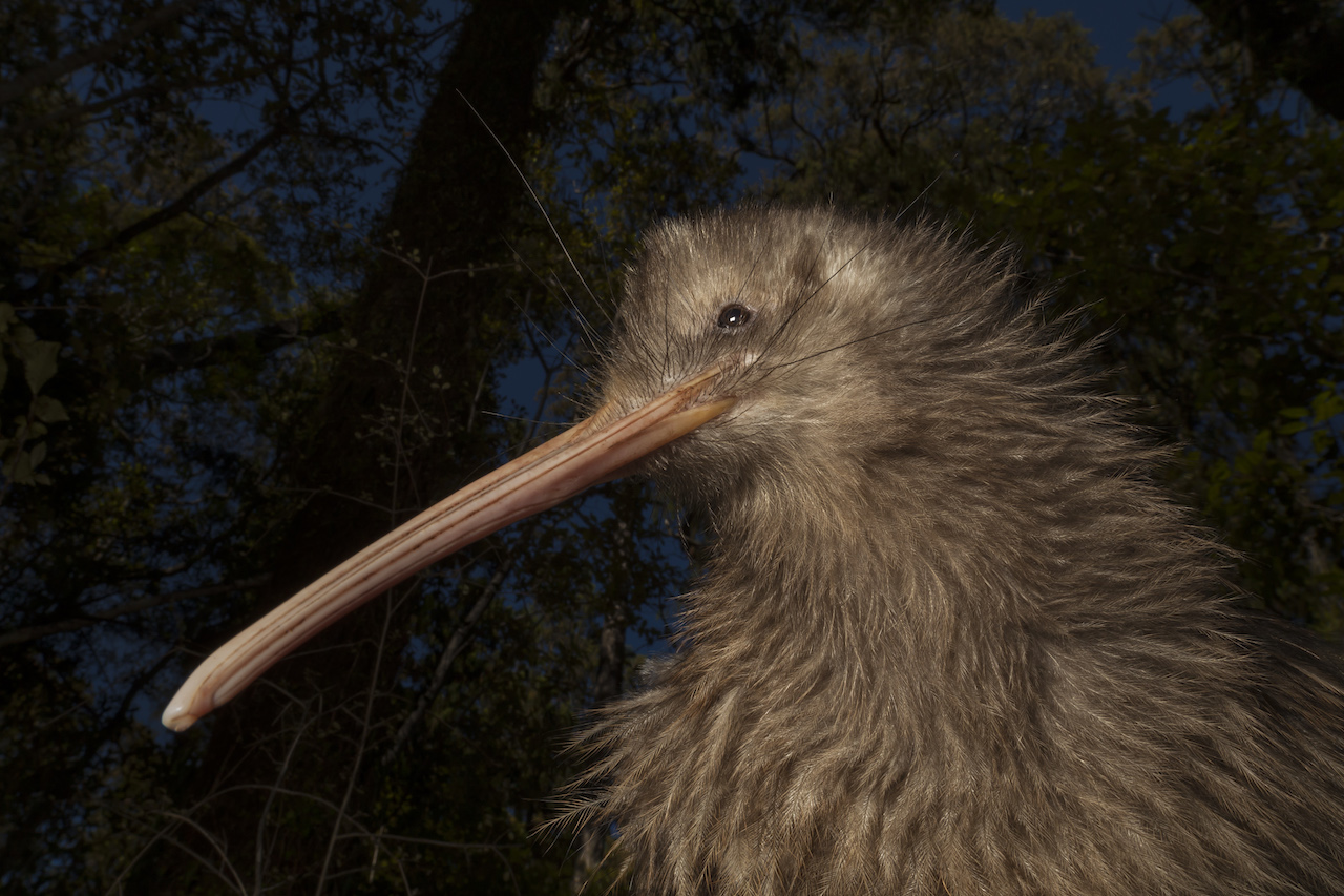 Why the Rowi (Ōkarito Brown Kiwi) Deserves your Vote in Bird of the ...