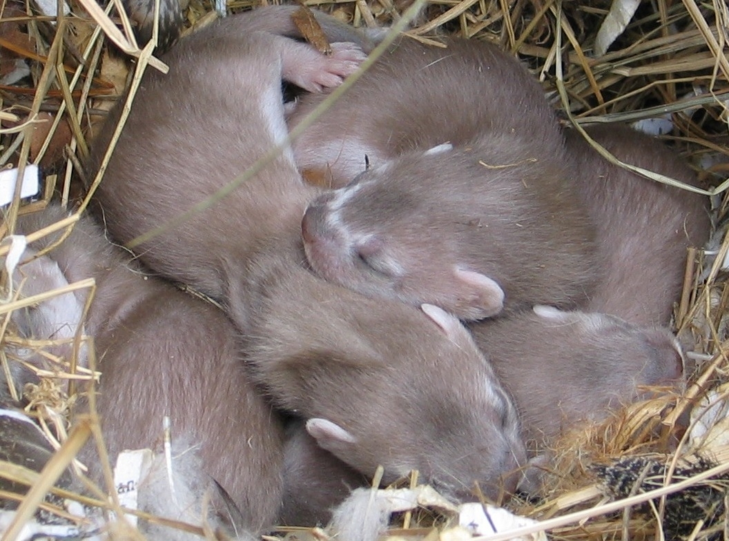 The Ultimate Pest-buster? – Forest & Bird