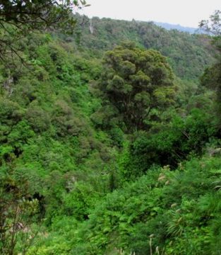Hunting the last huia – Forest & Bird