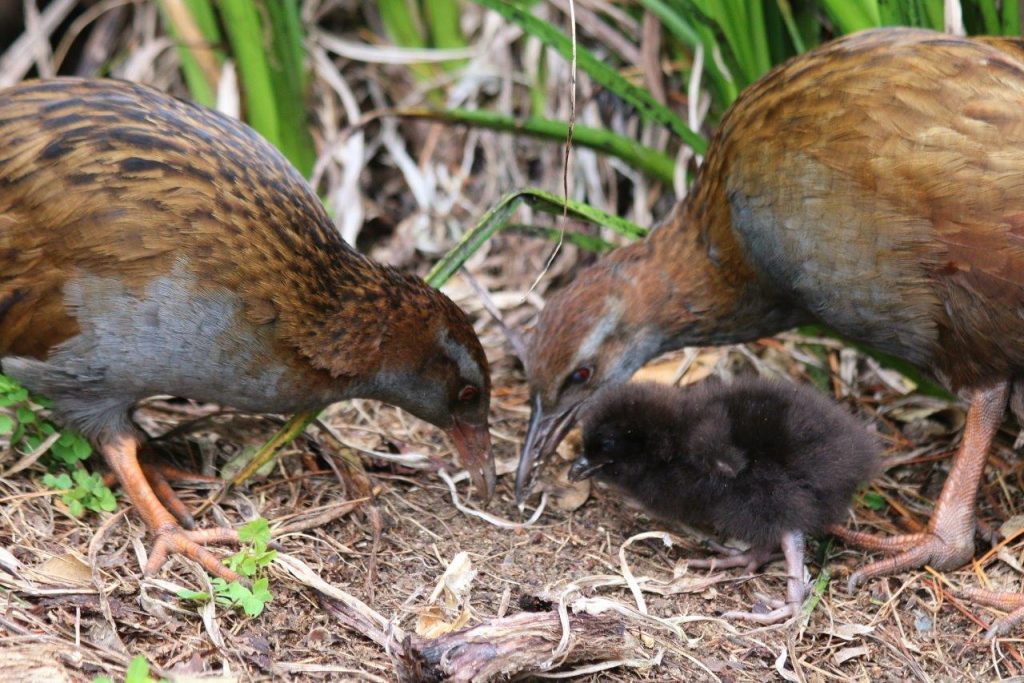 10 Incredible Facts About Weka to Impress your Mates With – Forest & Bird
