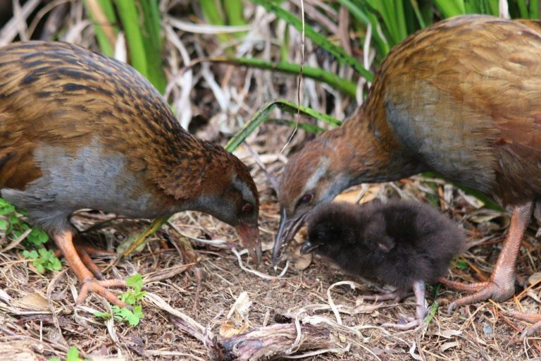 10 Incredible Facts About Weka to Impress your Mates With – Forest & Bird