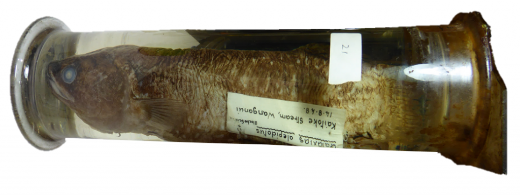 The case of the missing kōkopu – Forest & Bird